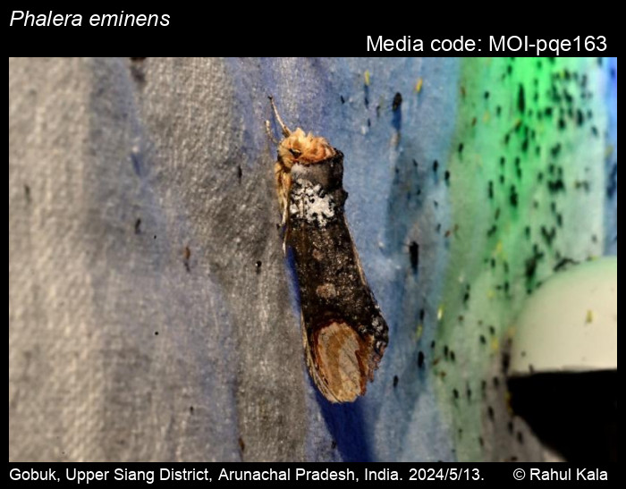 Phalera eminens Schintlmeister, 1997 - | Moths